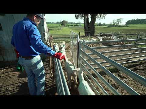 Fennec Pour-On for Sheep - Worm Control - YouTube