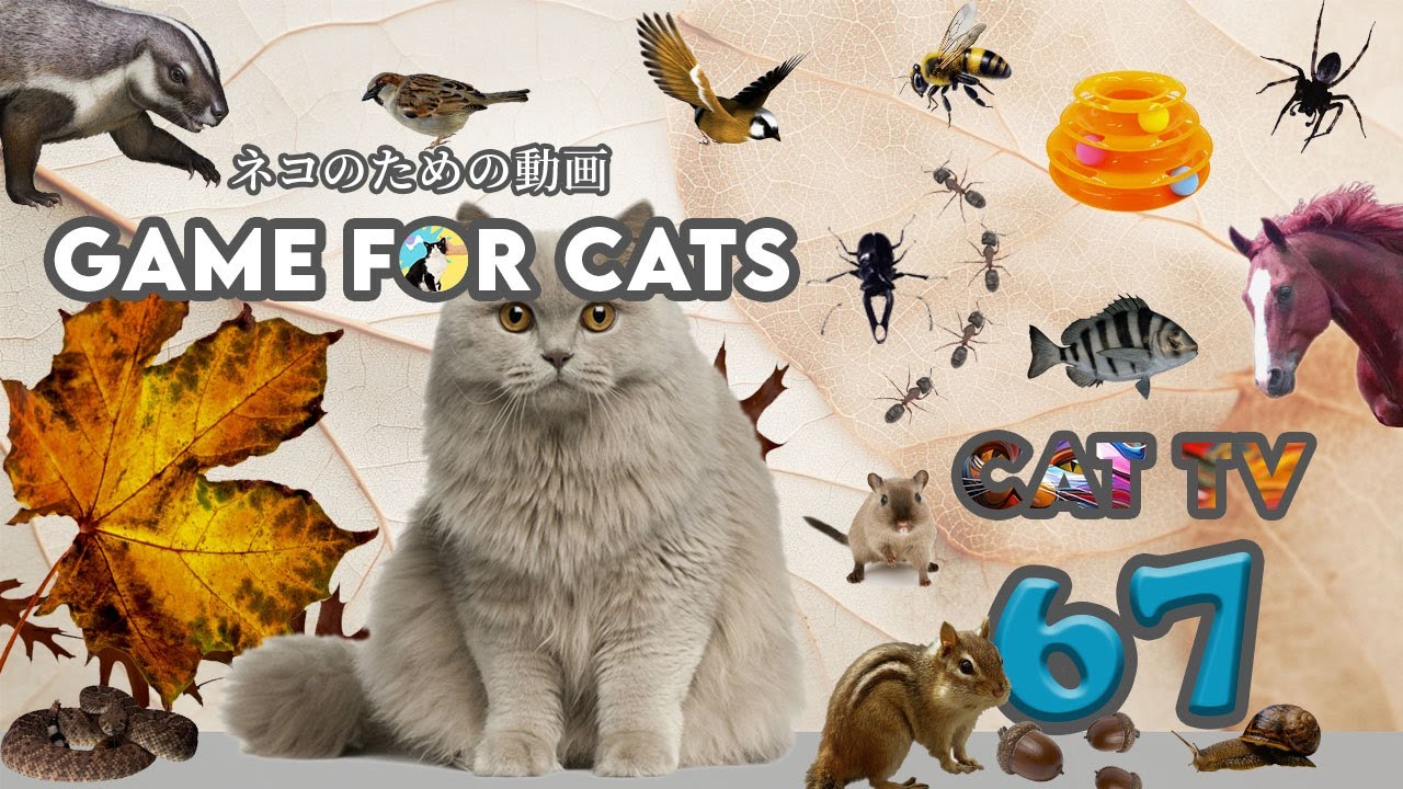 CAT Games | Mouse, String, Bird, Frog,Horse... GAME FOR CATS 67 | 2 HOURS 🐝🐞🦋🦎🦜🐜🐭 - YouTube