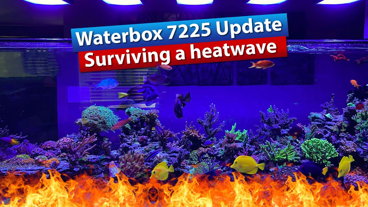 Reef Tanks & Heat Waves - Waterbox 7225 Saltwater Aquarium Update ...