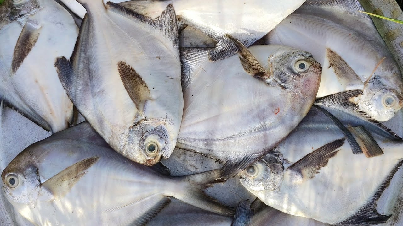 पापलेट मछली | Pomfret Fish recipe | પાપલેટ માછલી નું શાક | paplet fish ...