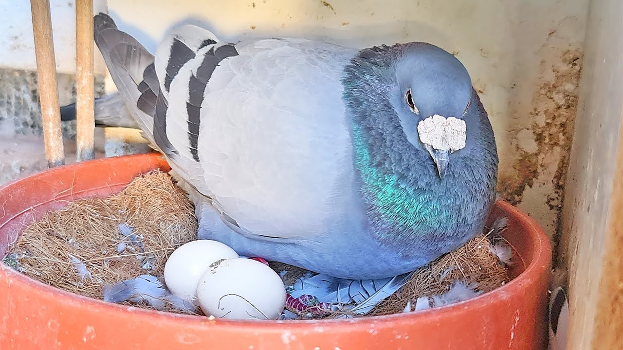 TITAN X WHITE PIGEON - YouTube