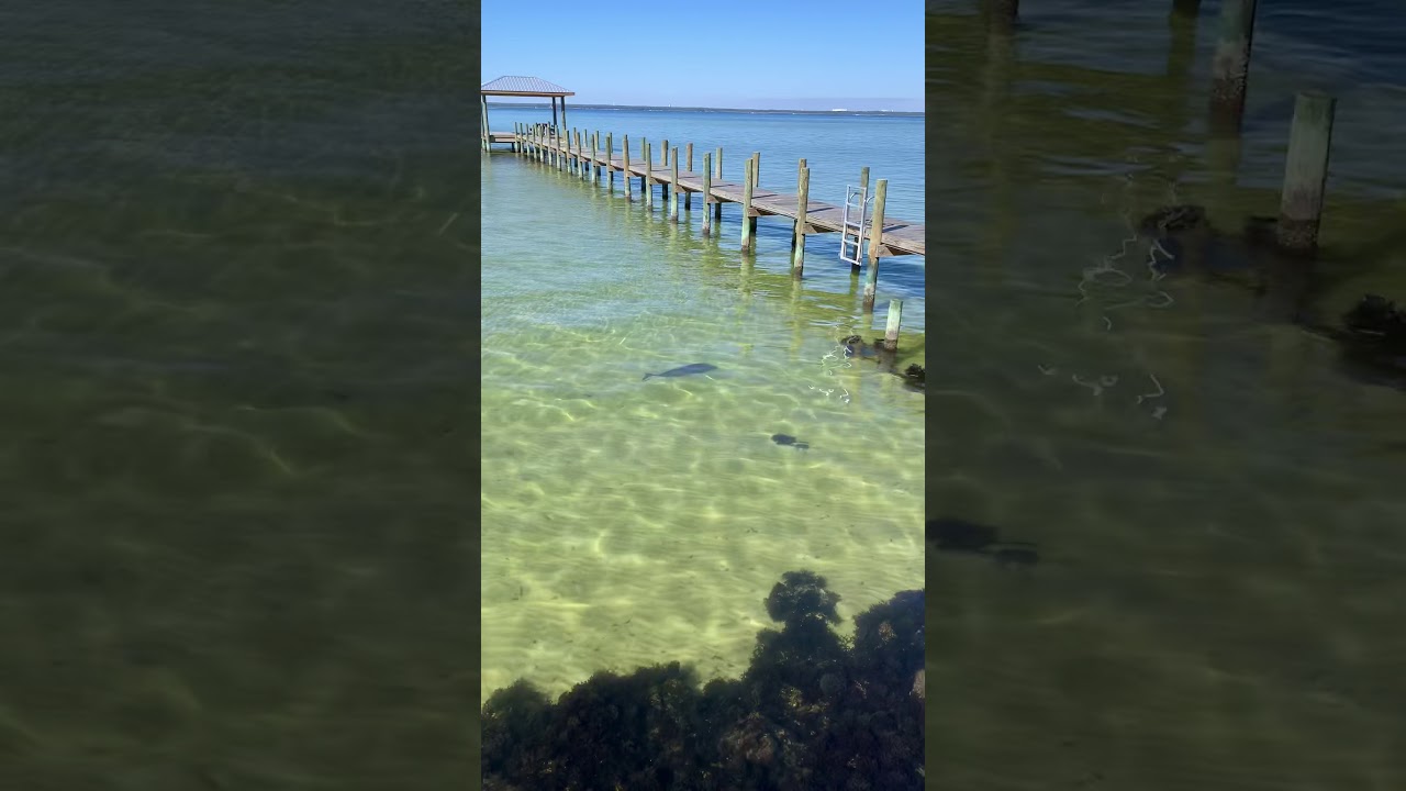 Monster redfish in backyard. Destin FL - YouTube