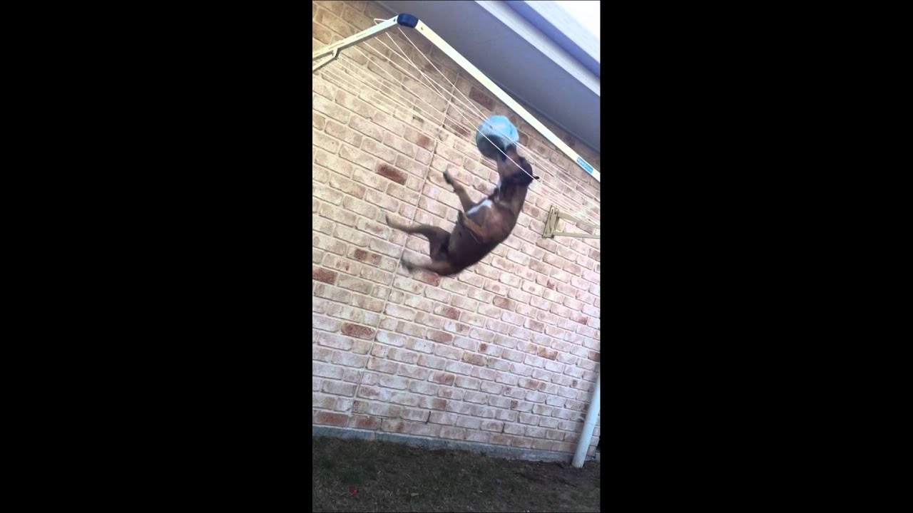 Dog runs up wall. - YouTube