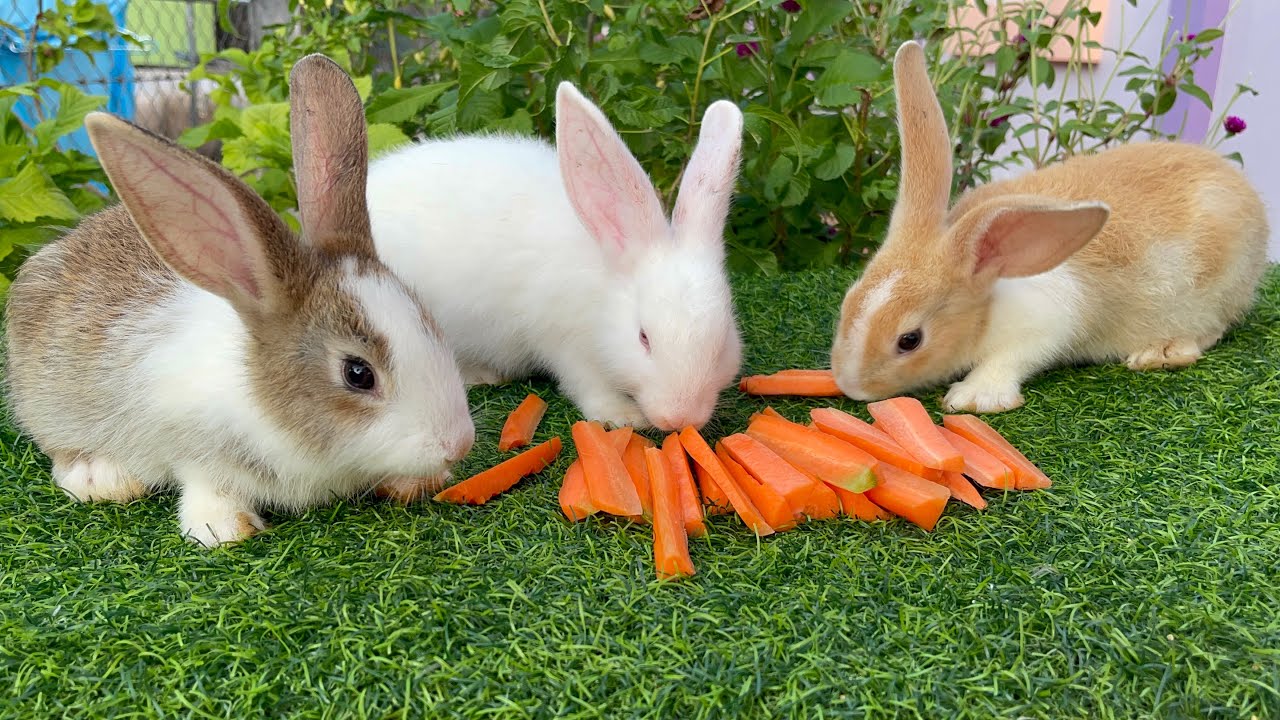3 Baby Rabbits Eating Carrots 🥕 - YouTube
