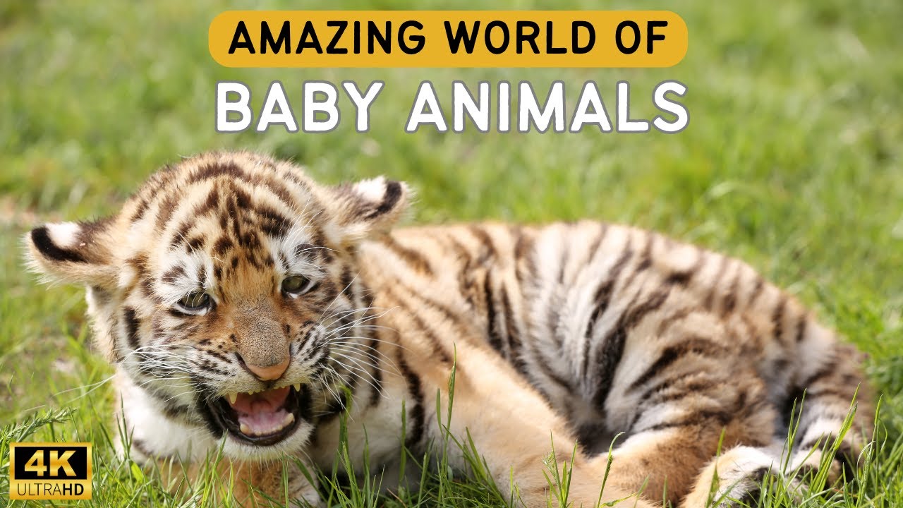 Cute Baby Animals | Amazing World of Baby Animals - YouTube