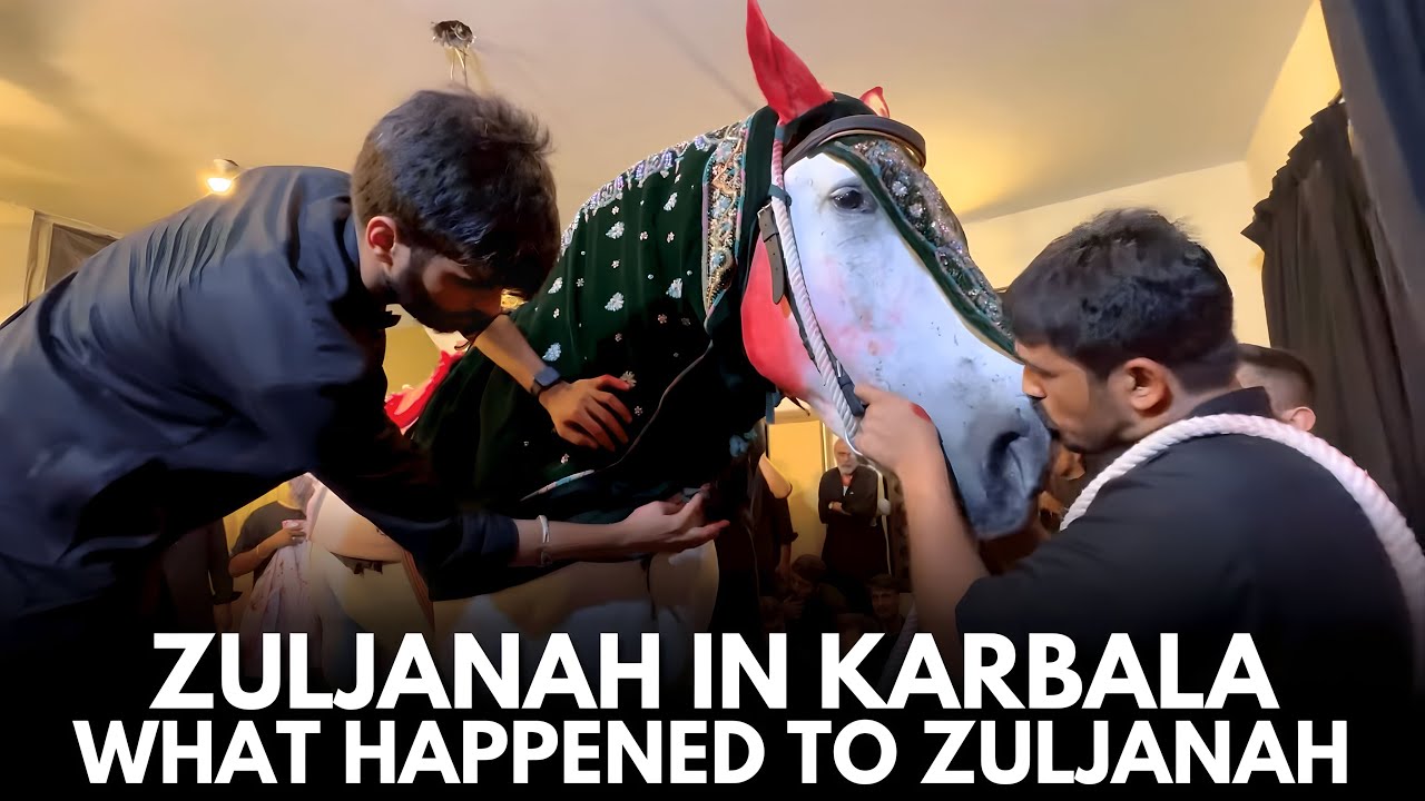 Zuljanah In Karbala | What happened to Zuljanah - YouTube