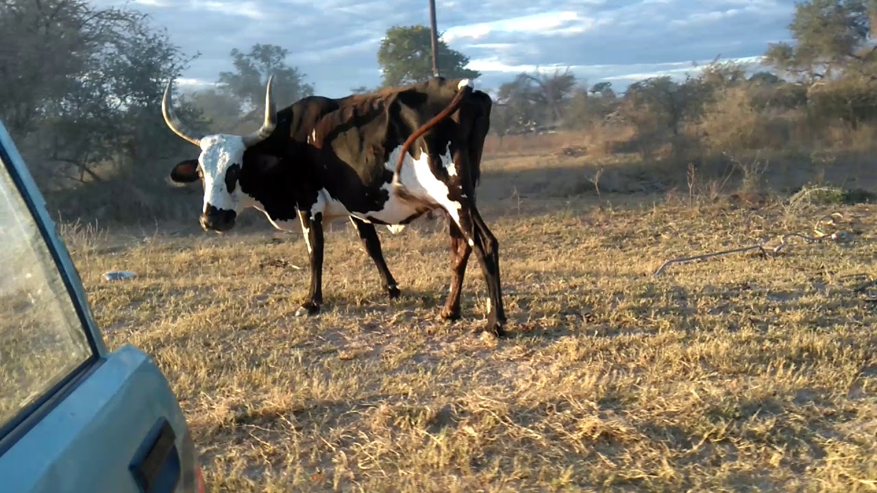 Dare you to slap that bull on the ASS!! - YouTube