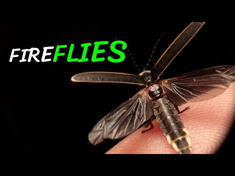 Why Fireflies Have Different Types Of Specialized Cells