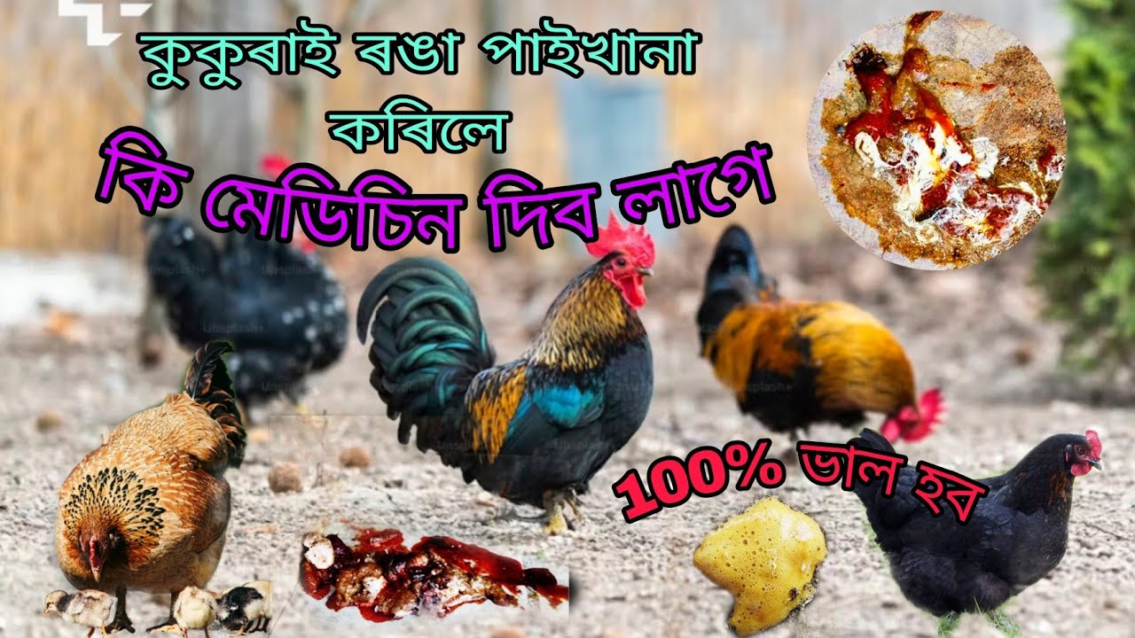 কুকুৰাই ৰঙা পাইখনা কৰিলে কেনেকৈ ভাল কৰিব? poultry Coccidiosis disease ...