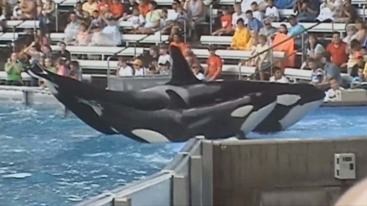 Shamu, Shamu Segment (10/26/07) - YouTube