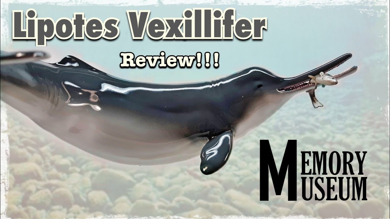 2021 Memory Museum Lipotes Vexillifer Review!!! GORGEOUS model!!! - YouTube