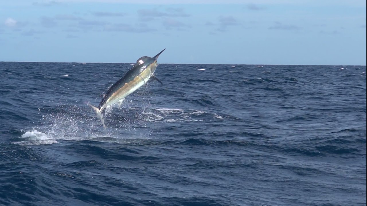 Adam Fisk's 500 Pound Marlin Short - YouTube