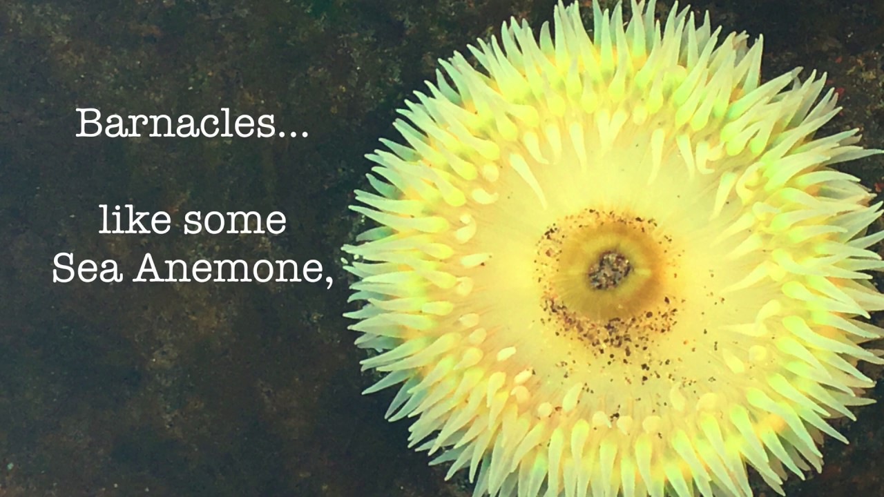 Barnacle Chronicles - YouTube