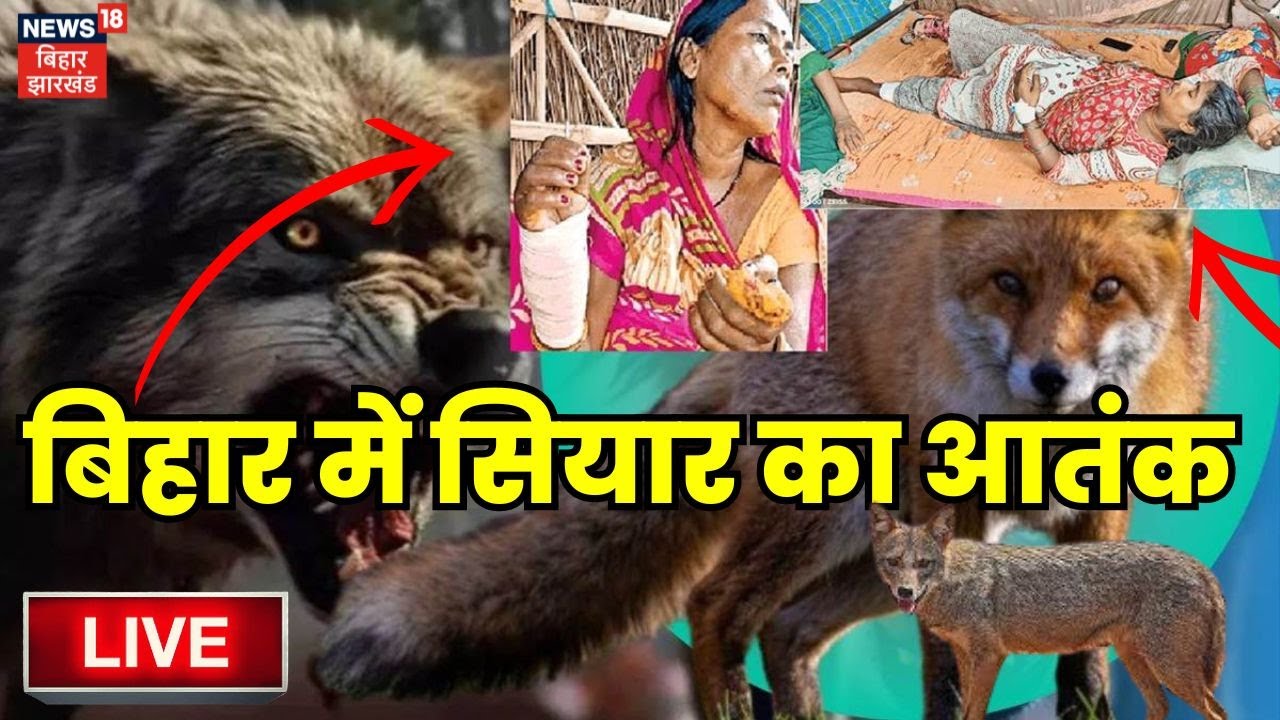 🟢Siyar Attack In Bihar Live : बिहार में सियार का कहर | Jackal Attack In ...