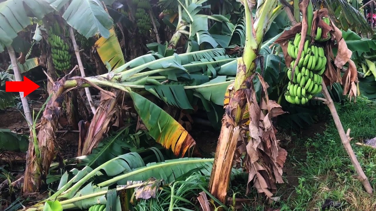 Banana Trees Falling? 100% Effective Support Method Every Farmer Must ...