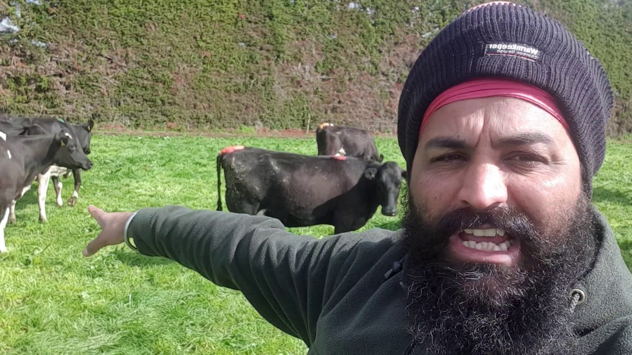 How to pick bullying cows @ NZ dairy farming - YouTube