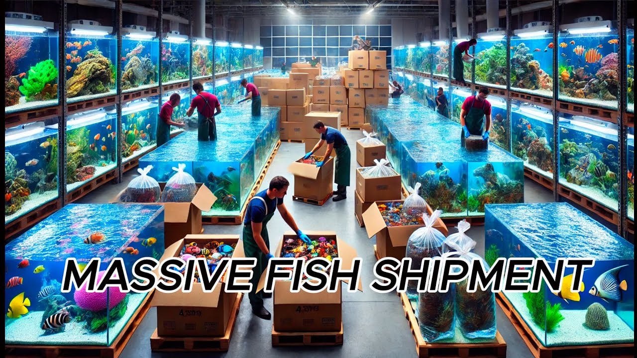 Massive Fish Delivery! New Stock for Our Aquarium - YouTube