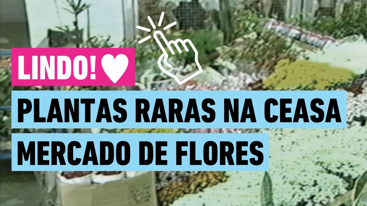 Curioso! Mercado de Flores Ceasa MG quando foi criado - YouTube