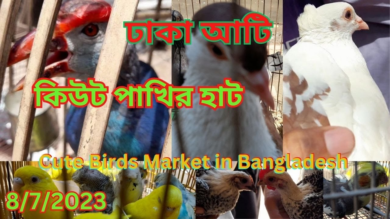Cute Birds Market in Bangladesh I Dhaka Ati Bazar Village Birds Market ...