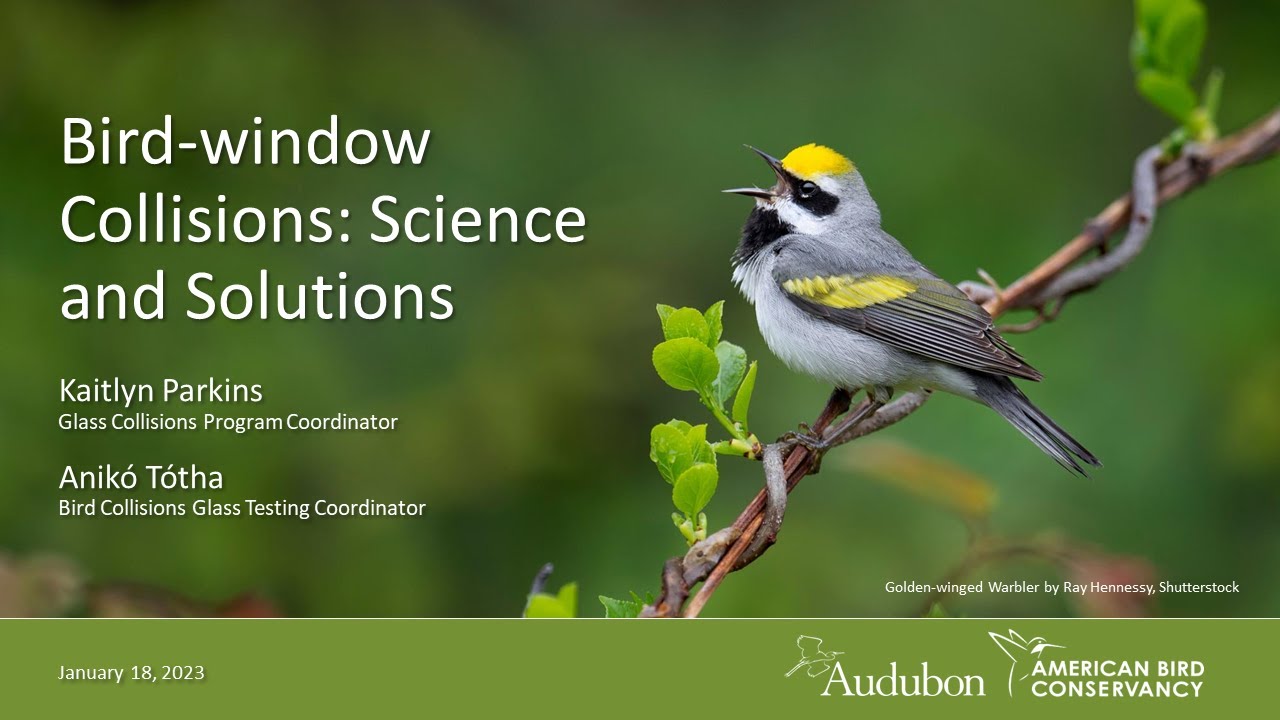 An Inside Look: The Science and Solutions for Bird-window Collisions ...
