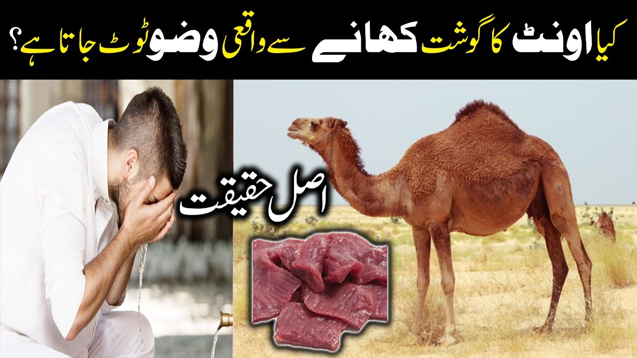 Kia Oont (Camel) ka Gosht Khany Sy Wuzu Toot Jata he? By Mufti Muhammad ...