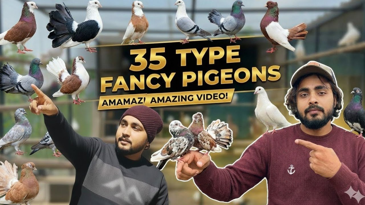 Most Beautiful Pigeons: 35+ Rare Breeds in One Video! Must-See! Exotic ...