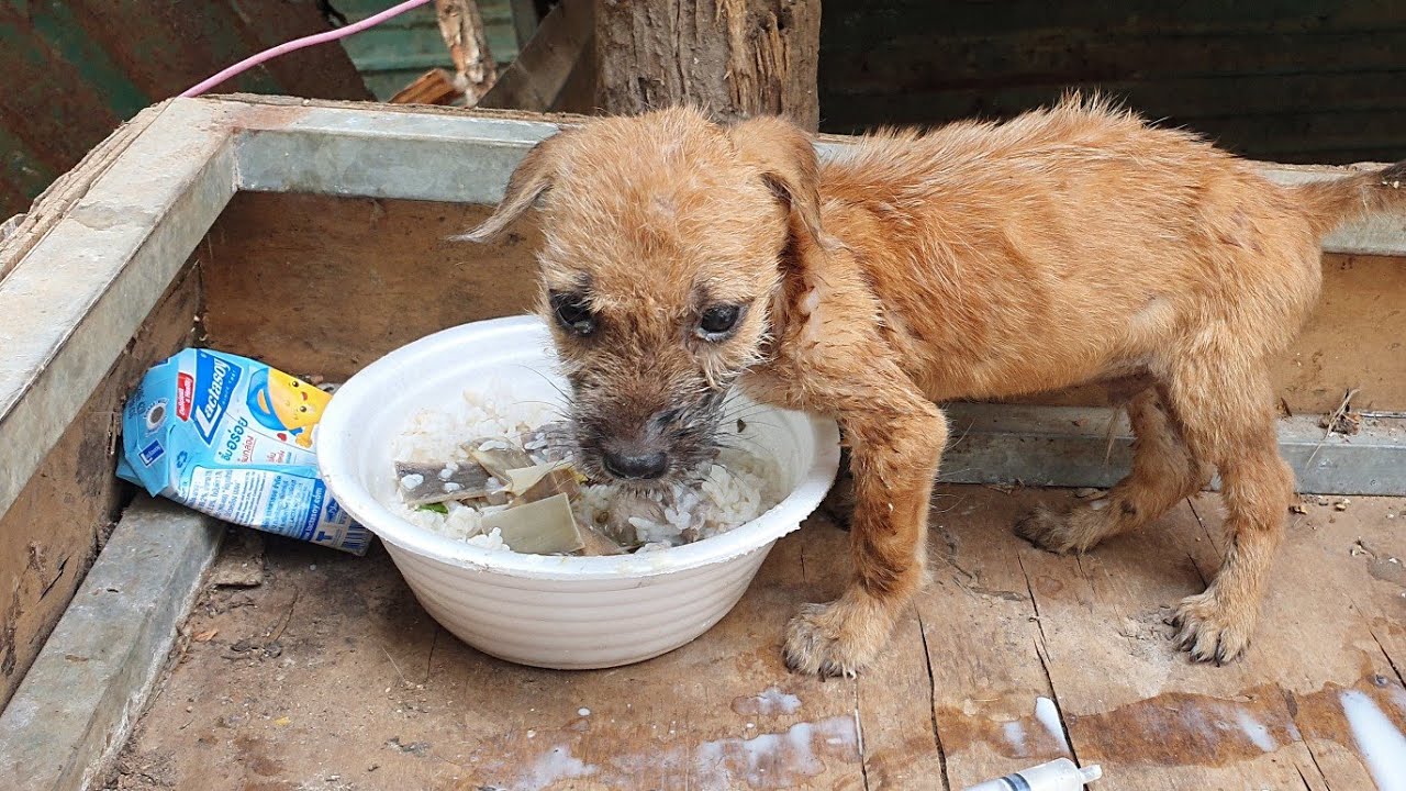 Feeding A Very Very Poor Puppy, He is Very Skinny and Very Weak - YouTube