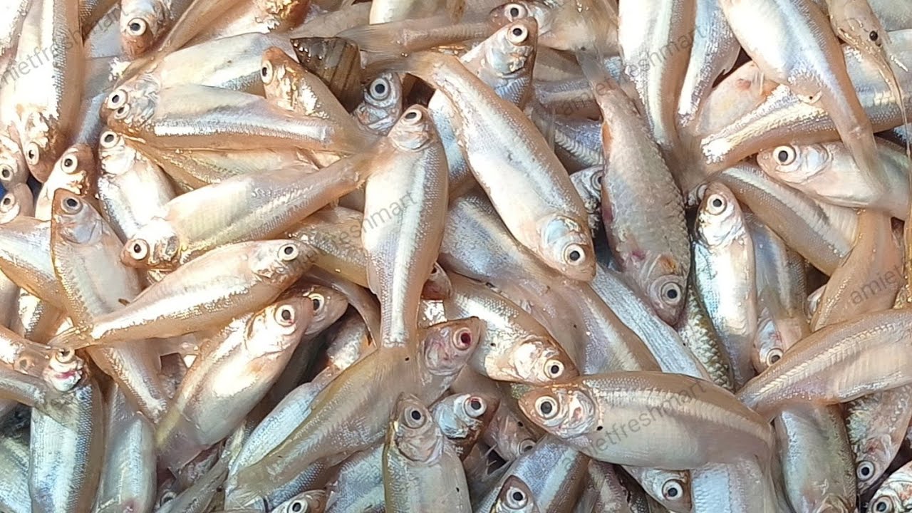 Mourola Macher Tok - Amra Diye / Famous Bengali Small Fish Recipe ...