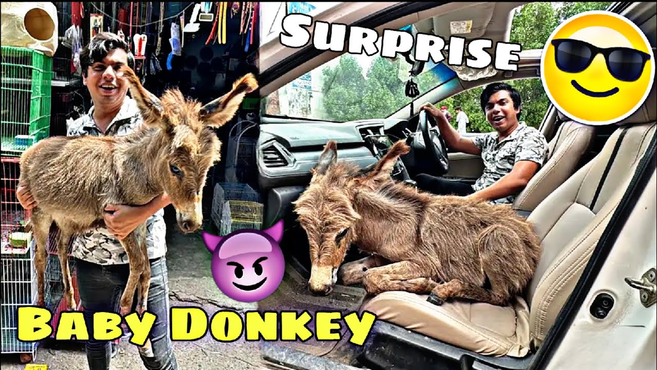 Surprise😎||baby donkey🐴 😈||sw pet house😎 - YouTube