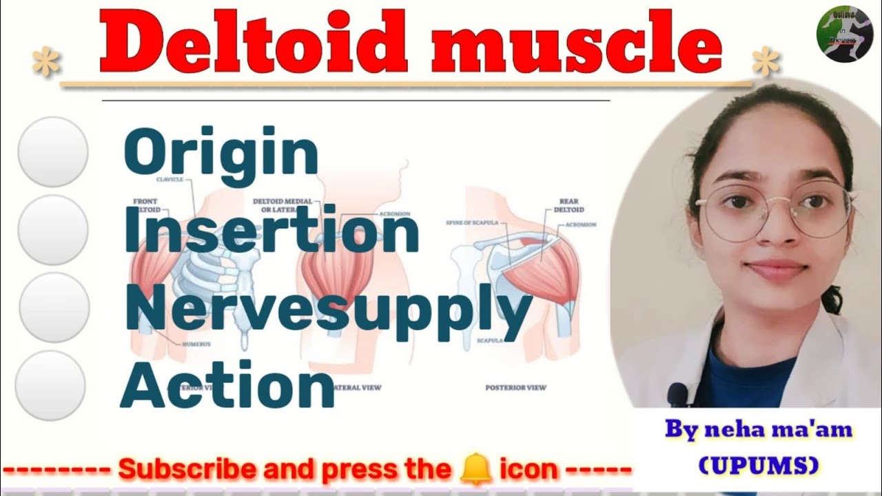Deltoid muscle || origin, insertion Nervesupply and attachments ...