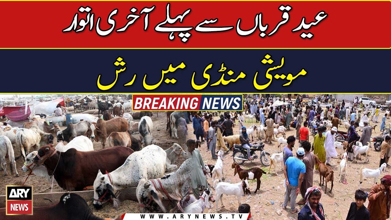 Cattle markets witness huge rush in Karachi - YouTube