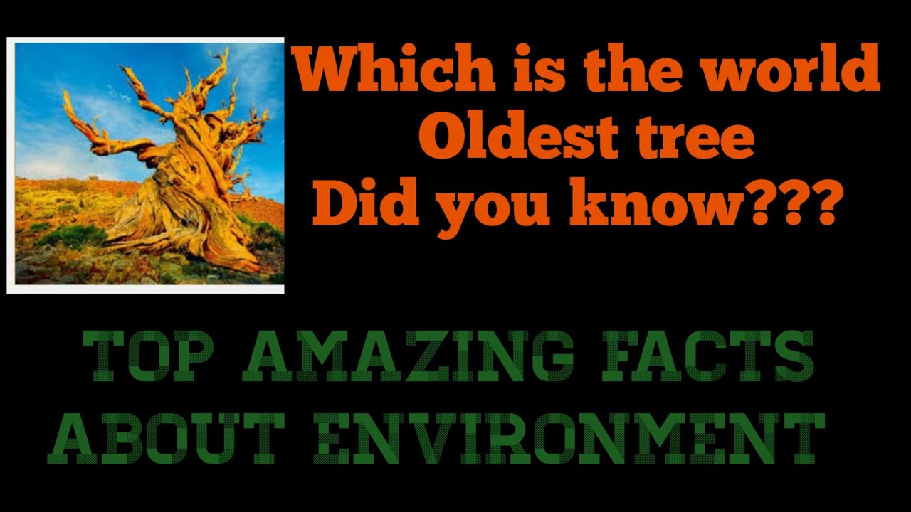 Top Amazing Facts About Environment YouTube top-amazing-facts-about-environment-youtube