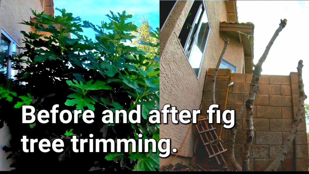 A quick update on the fig tree and cuttings. - YouTube