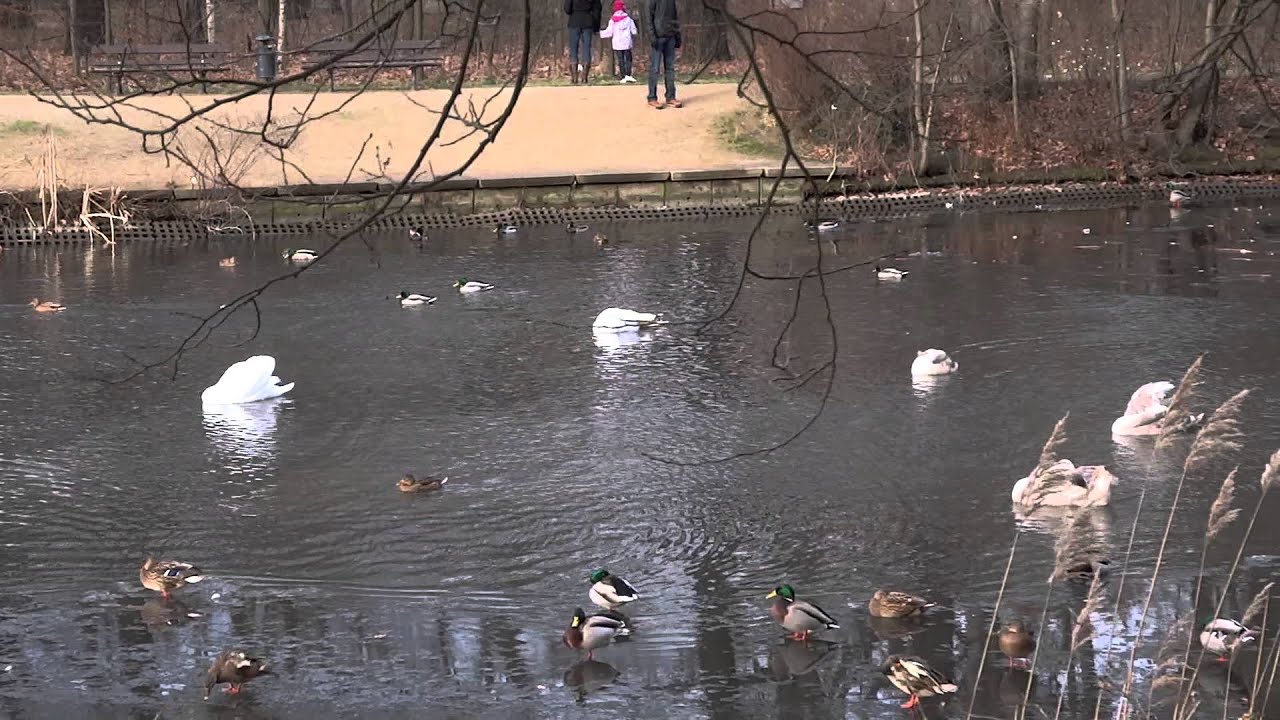 Swans practicing and frolic - YouTube
