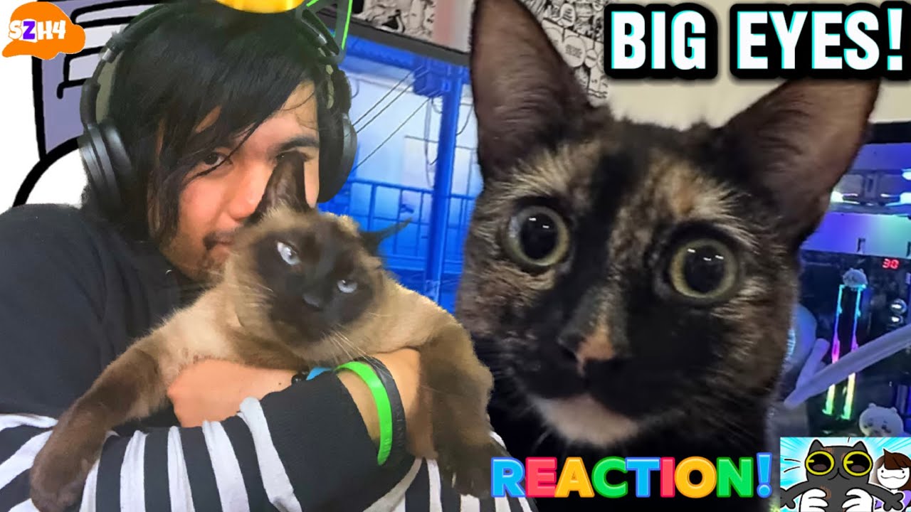 CUTE KITTY! - I got a cat. (Jaiden Animations) REACTION - YouTube