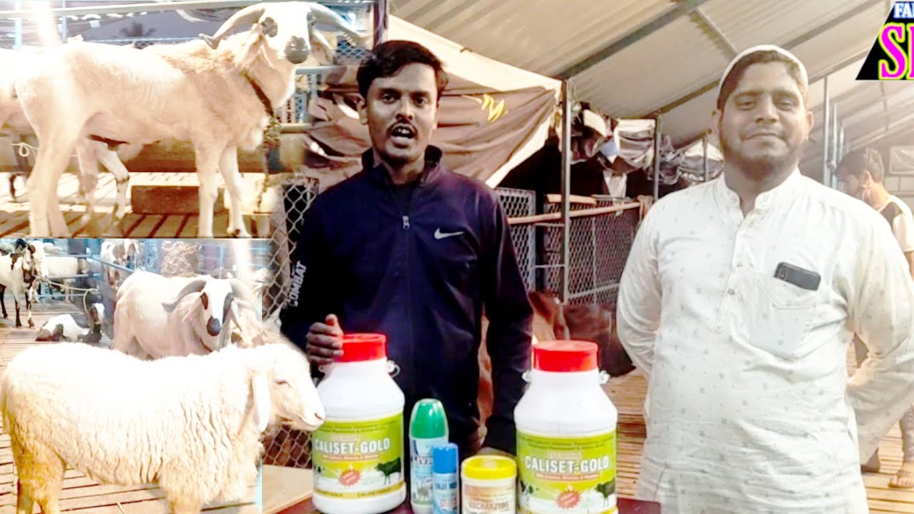 AL- HIDAYA GOAT & SHEEP FARM. PART-4 BANNUR SHEEP AMINGAD SHEEP IN ...