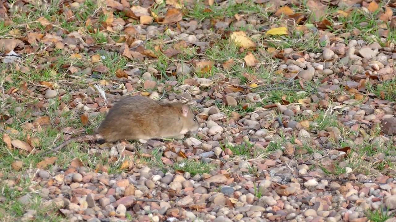 Rodent, Rats, Mice Exterminator Vancouver BC | Alpine Pest Control Ltd ...