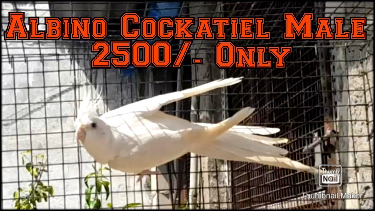 Albino Cockatiel - YouTube