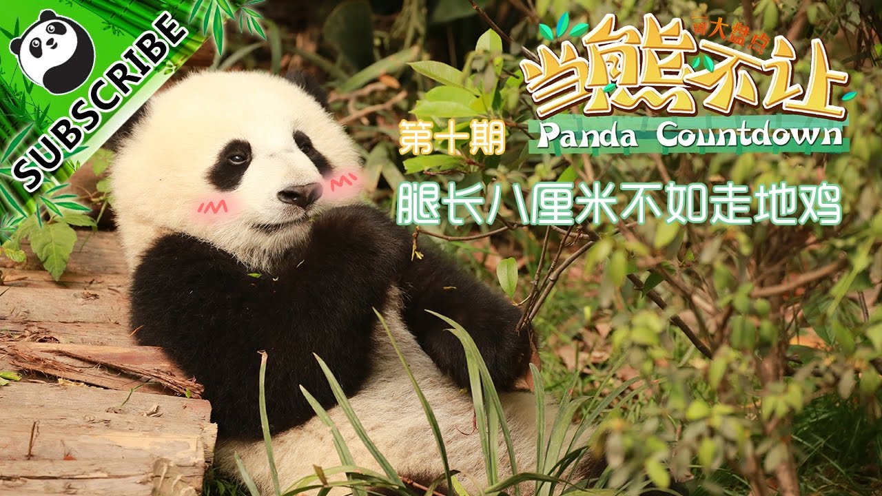 【Panda Countdown】A Game Of Chase 20170513 | iPanda - YouTube