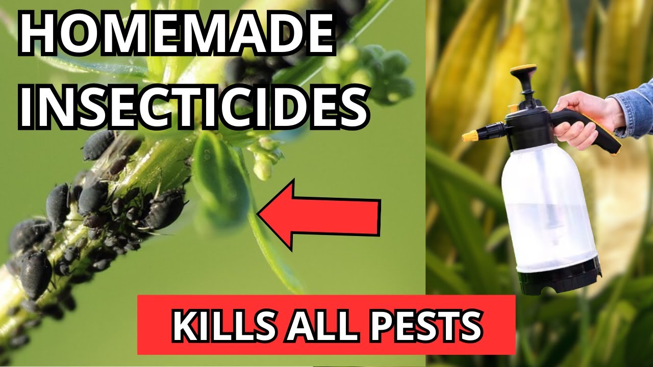5 Powerful Homemade Insecticides to Protect Your Plants Naturally - YouTube