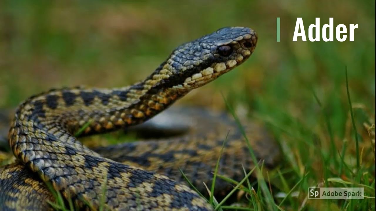 Craft Activity - Woolly Snake - YouTube