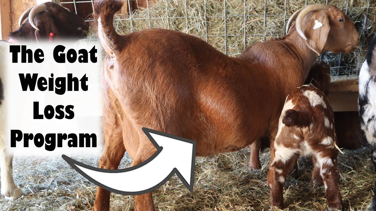 Goat Diet and Exercise...Let's Get Moving! - YouTube