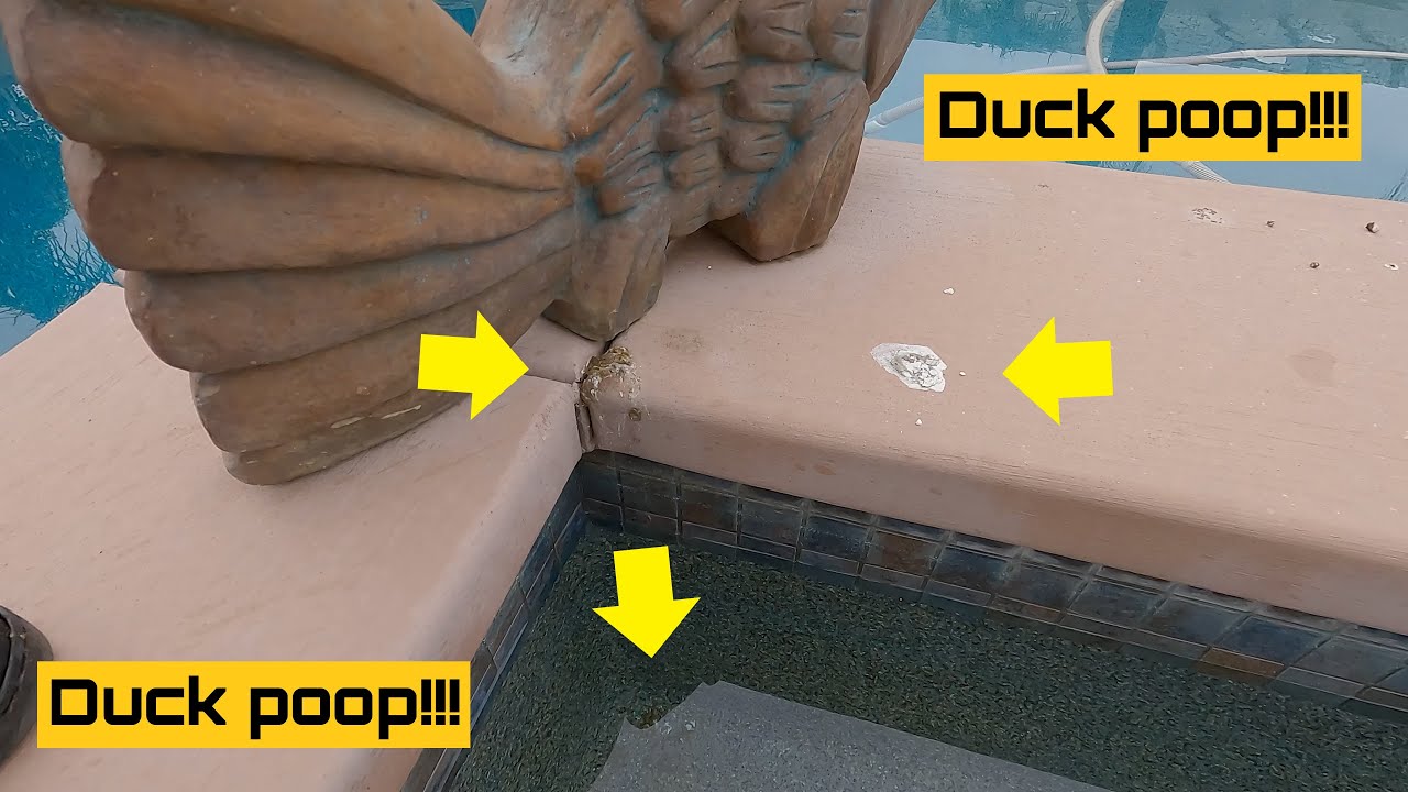 Duck poop! More nasty evidence of Ducks!!! - Angry Poolman #101 - YouTube