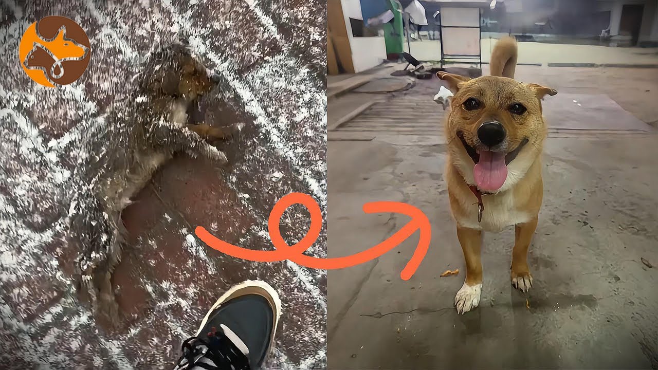 【Follow-Up】The Man Who Disliked Pets Unexpectedly Rescued a Frozen Dog ...