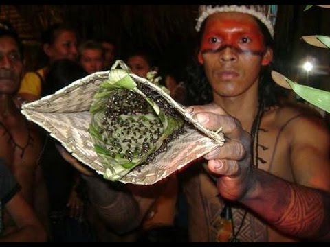 O ritual Sateré-Mawé da formiga tocandira - YouTube