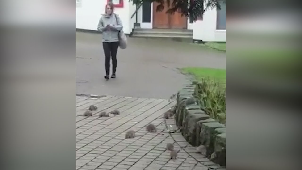 30 RATS Shock Woman on the Street in the Center of Plymouth - YouTube