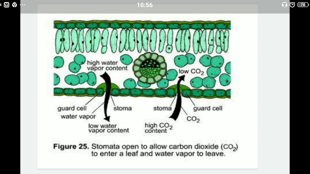 Respiration in plants (Transpiration) - YouTube