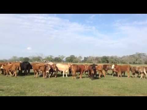 Beefmaster and Braford cross exposed heifers. - YouTube