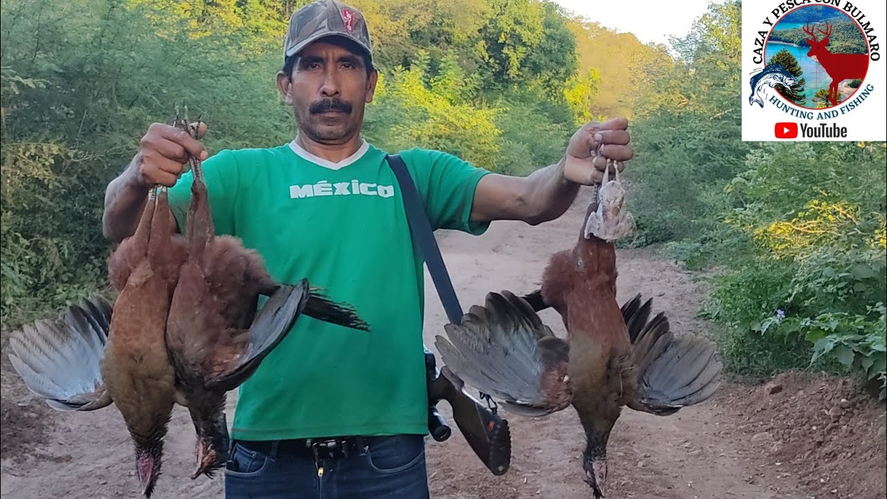 CAZA Y COCINA DE CHACHALACA O PAVA DE MONTE (sabrosa la carne de cuichi ...