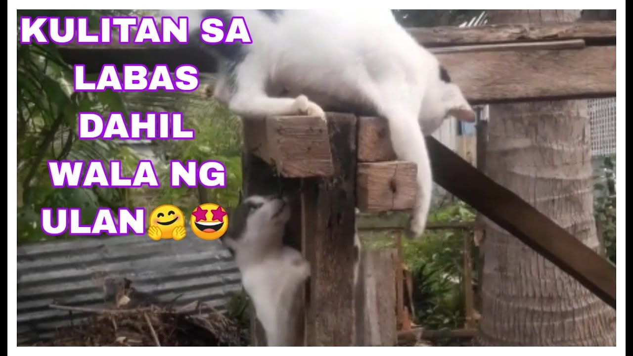 PWEDI NA SILANG MAGLARO, MAGKULITAN AT MAGHABULAN SA LABAS DAHIL WALA ...